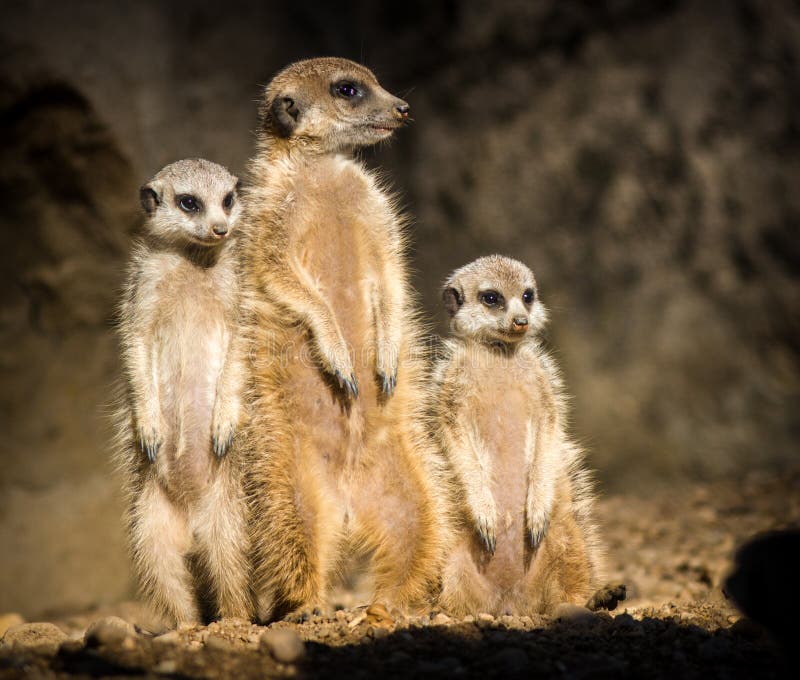 Meerkat Group Huddled Together 4 Stock Photo - Image of animal ...