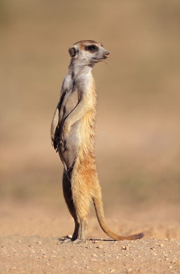 Meerkat on guard stock photo. Image of southern, south - 23781272