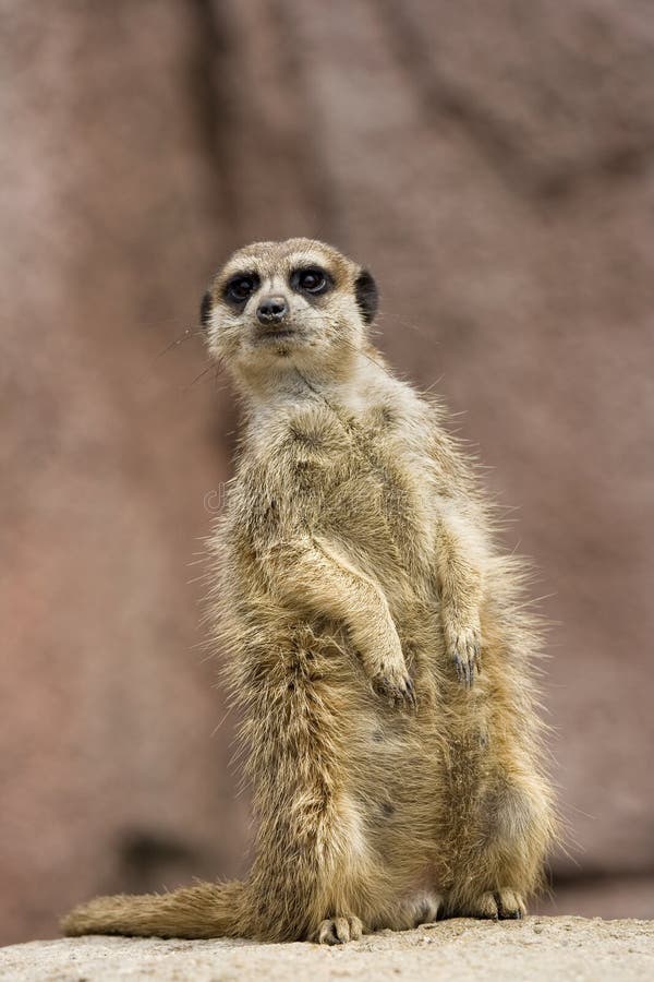 Meerkat On Guard Picture. Image: 5937376