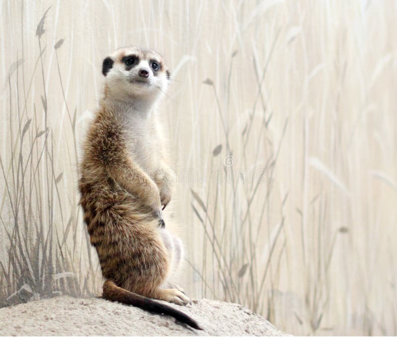 Meerkat on Guard Duty stock image. Image of furry, wildlife - 14720905