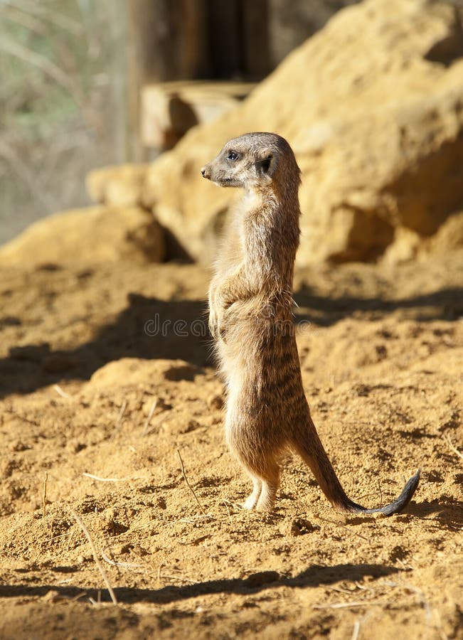 Meerkat on Guard duty stock photo. Image of guard, claws - 21603106