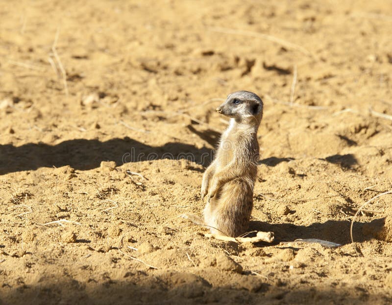 Meerkat on Guard duty stock image. Image of cheeky, tail - 21603205