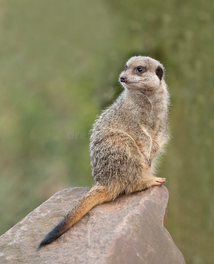 Meerkat on Guard duty stock image. Image of brown, predator - 22731475