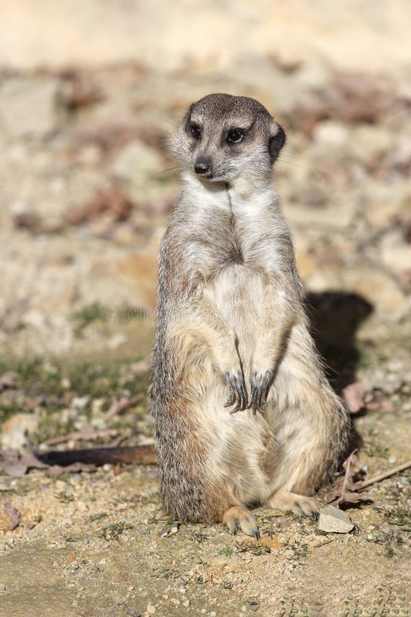 Meerkat on guard stock image. Image of safari, mammal - 22853515