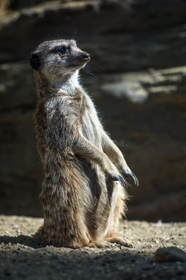Meerkat on Guard stock image. Image of balance, vigilance - 97255605