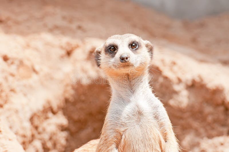 Suricate stock photo. Image of animals, hair, angry, nature - 61313832