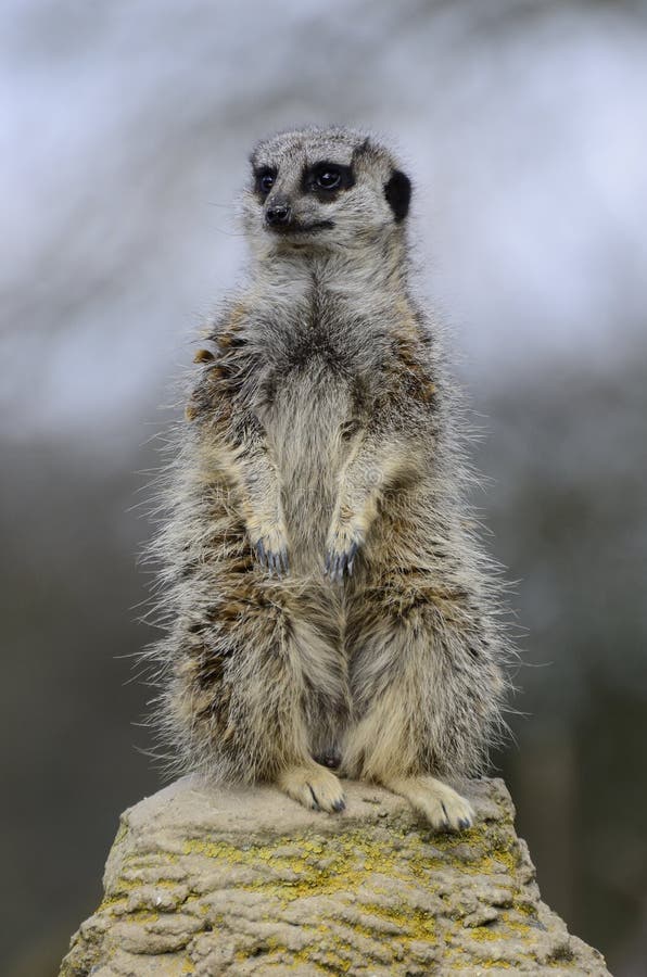 Meerkat Full Body Shot stock image. Image of captivity - 61979215