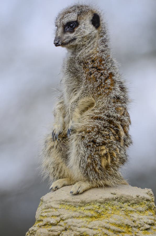 Meerkat Full Body Shot Stock Photos - Free & Royalty-Free Stock Photos ...