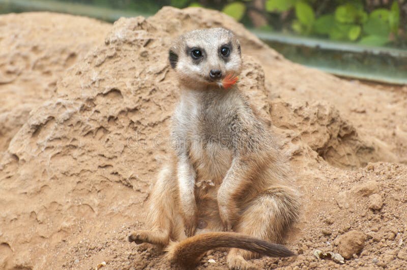 Meerkat habitat stock image. Image of desert, wild, alert - 44366607