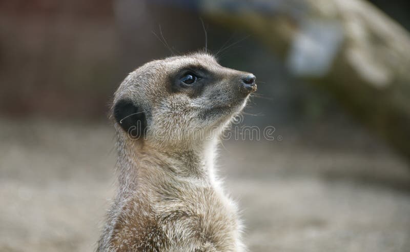 Meerkat side view 3 stock image. Image of lookout, guard - 39594805