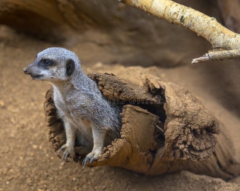 Meerkat stock photo. Image of animal, meerkats, beauty - 256802494