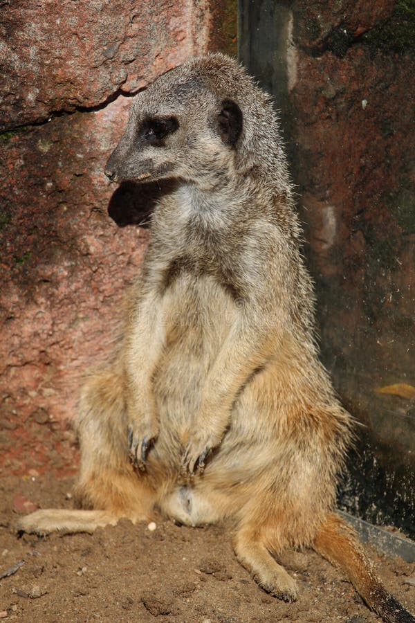 Meerkat in Its Natural Habitat Stock Photo - Image of sunny, natural ...