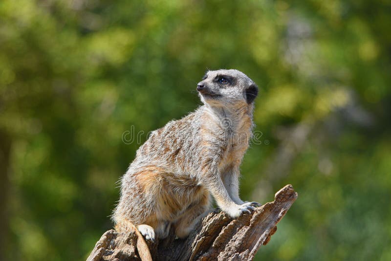 Meerkat keeping watch stock image. Image of paws, keeping - 147410889