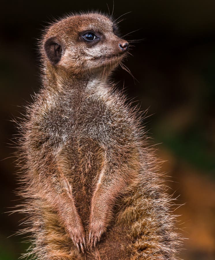 Meerkat look out guard stock image. Image of predator - 119738249