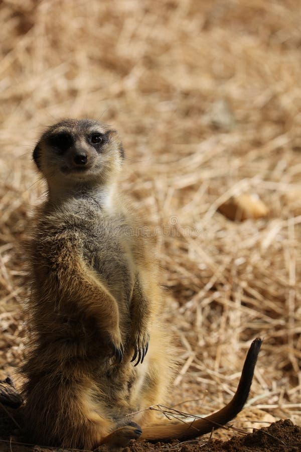 Meerkat look out guard stock image. Image of predator - 119738249