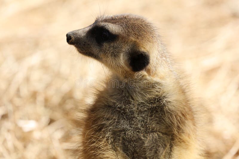 Meerkat look out guard stock image. Image of predator - 119738249