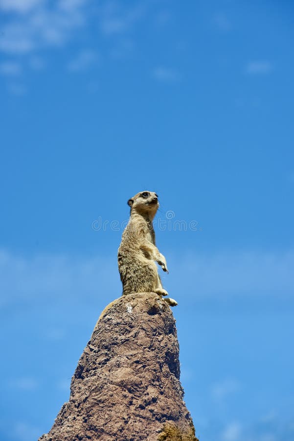 Meerkat look out guard stock image. Image of predator - 119738249