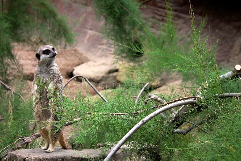 Meerkat look out guard stock image. Image of predator - 119738249