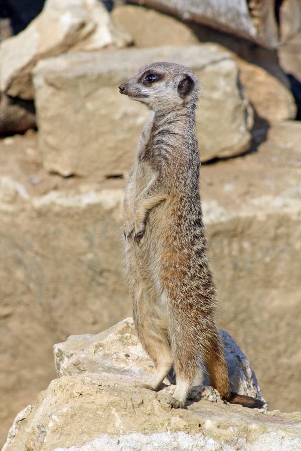 Meerkat looking alert stock photo. Image of adapted, face - 22739062