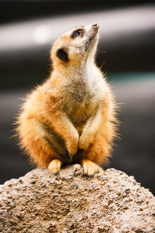 Meerkat Looking Around stock photo. Image of upright - 22379004