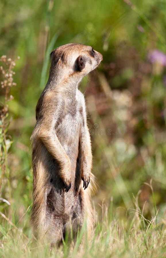 Meerkat looking around stock image. Image of suricata - 23491687