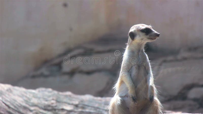 Meerkat Looking Around Nervously 2 Stock Footage - Video of stand ...