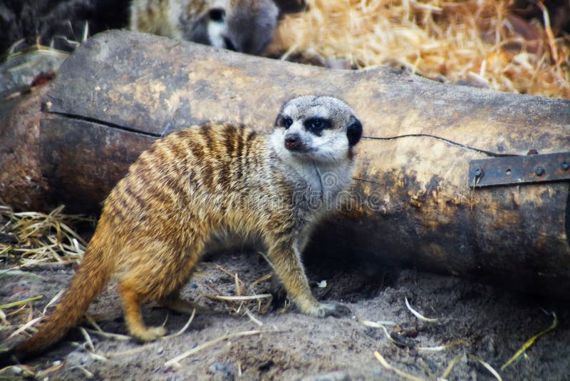 Sad Meerkat Stock Photos - Free & Royalty-Free Stock Photos from Dreamstime