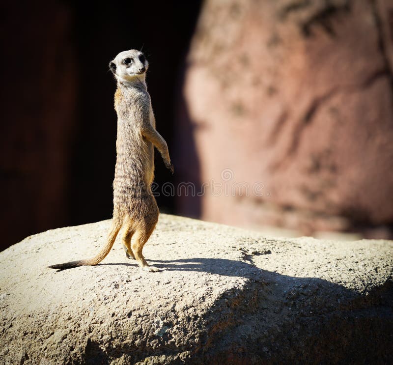 Meerkat Looking Back Over His Shoulder Stock Photos - Free & Royalty ...