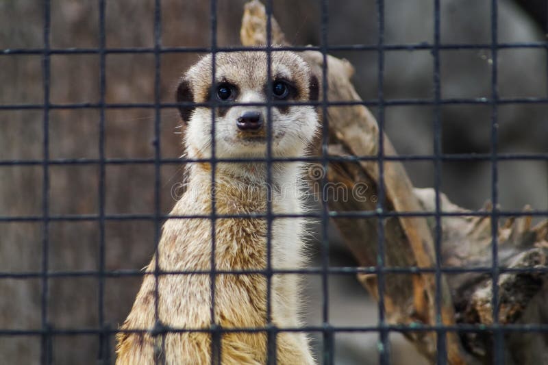 Sad Meerkat Stock Photos - Free & Royalty-Free Stock Photos from Dreamstime