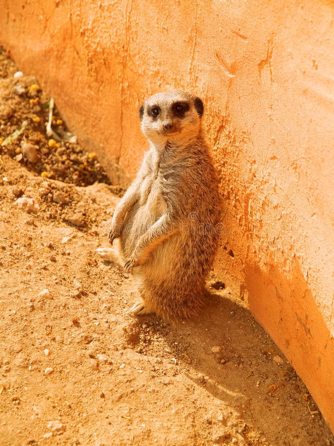 Meerkat stock image. Image of looking, africa, animal - 48859155