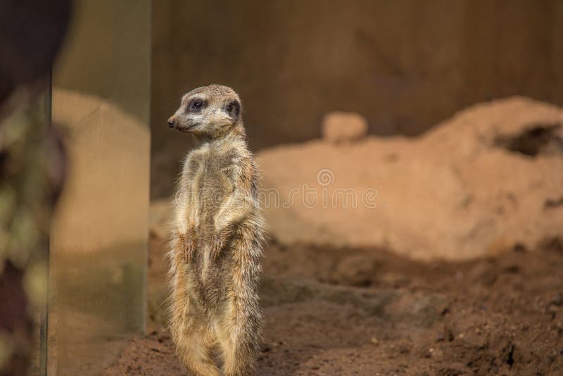 Meerkat Looking through Glass Horizontal with Copy Space Stock Image ...