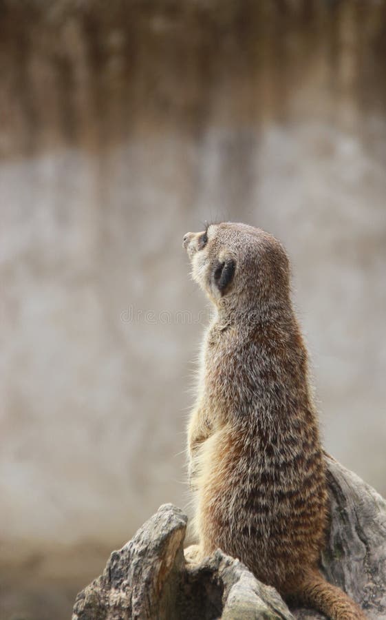 Meerkat looking away stock image. Image of nature, wilderness - 30017223