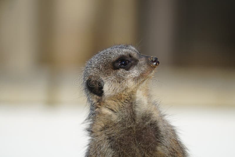 Meerkat Relaxing in the Sun Stock Photo - Image of suricate, carnivora ...