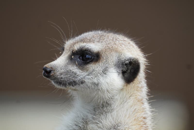 Meerkat in the sun stock photo. Image of suricate, meerkat - 256058922