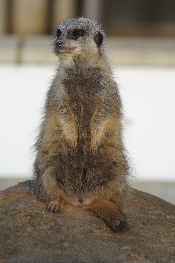 Meerkat Relaxing in the Sun Stock Photo - Image of face, carnivora ...