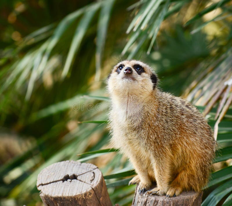Meerkat looking up stock photo. Image of desert, nature - 146627516