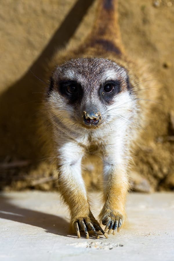 Meerkat Looking Up To Camera Stock Image - Image of face, male: 62437953