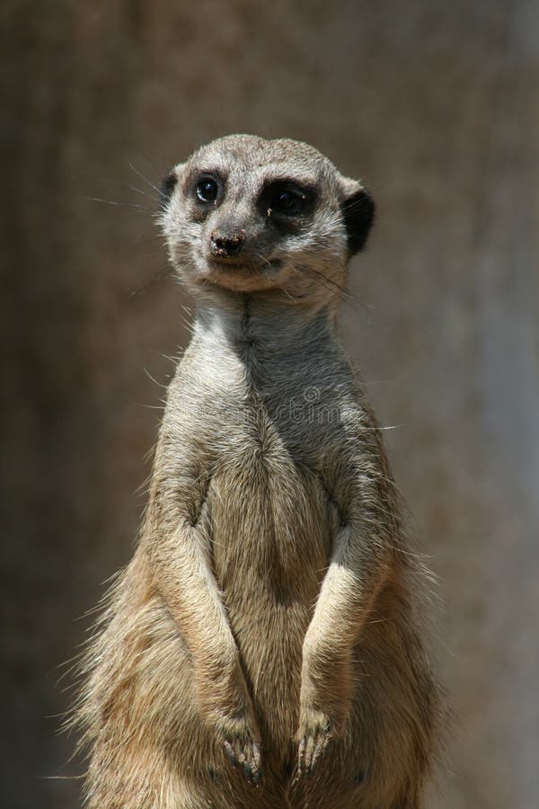 Meerkat looking at you stock image. Image of snout, brown - 6118459