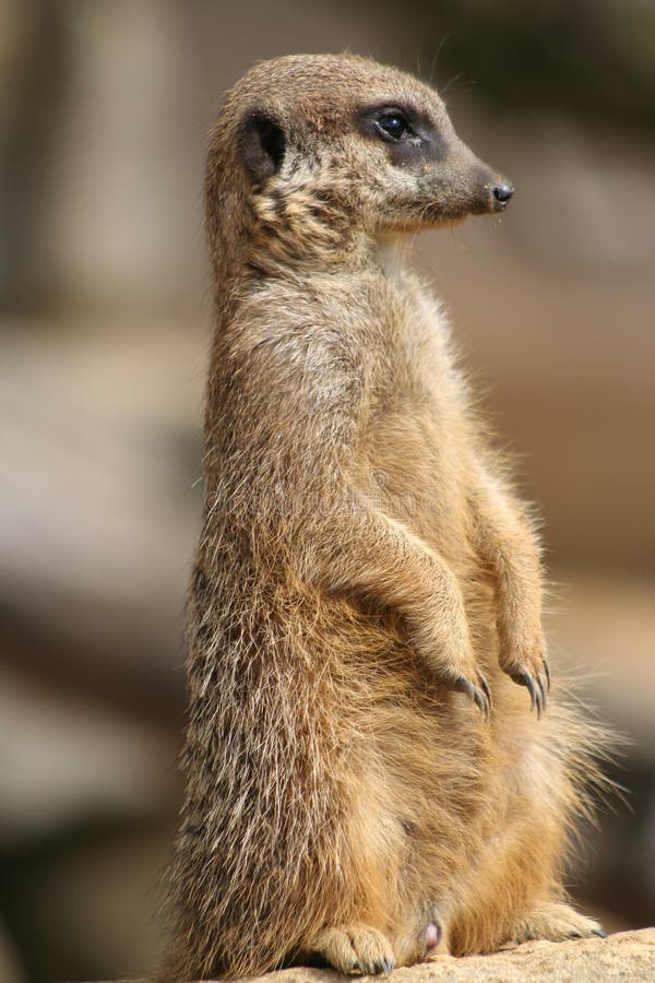 Meerkat on lookout stock image. Image of eyes, view, meerkat - 1190539