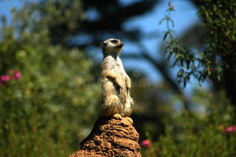 Meerkat Lookout 2 stock image. Image of animal, lookout - 896861