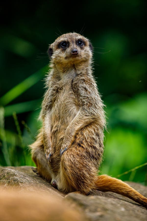Meerkat Lookout stock photo. Image of leaning, africa - 23666172