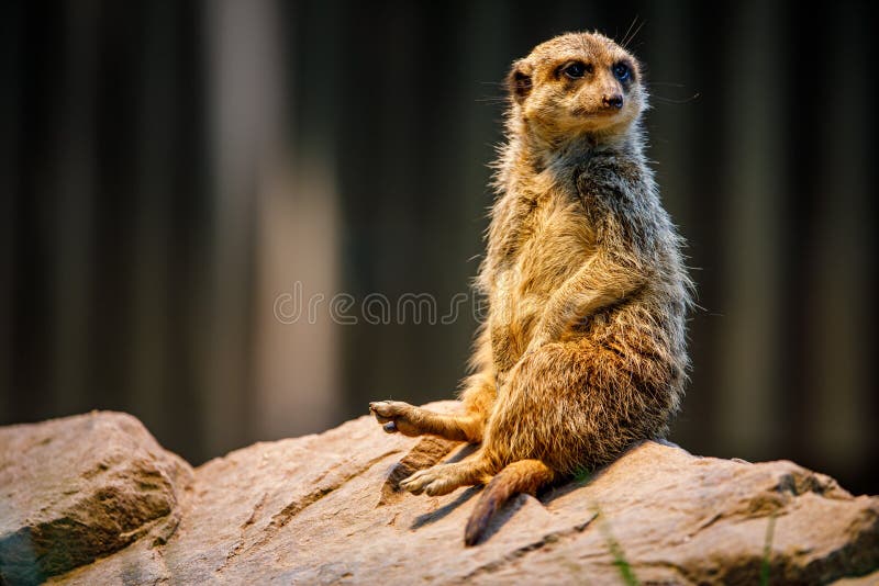 Meerkat on Lookout Standing Up Stock Photo - Image of africa, animal ...