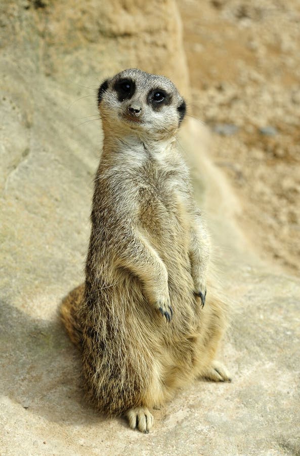 Meerkat Lookout stock photo. Image of leaning, africa - 23666172