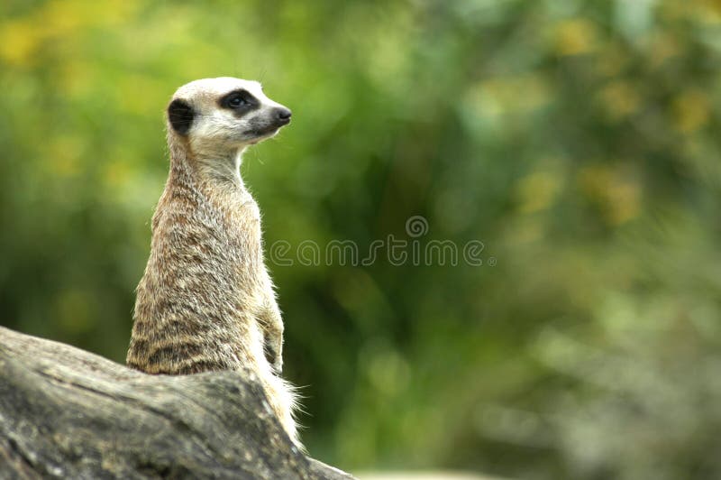 Meerkat lookout stock photo. Image of wildlife, mammal - 8438446