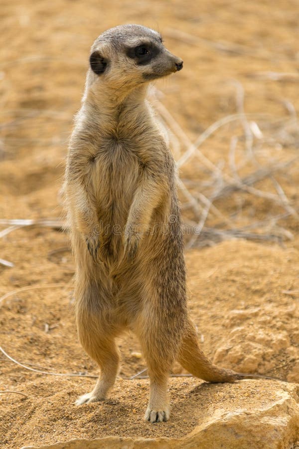 Meerkat on lookout duty stock photo. Image of building - 116458672