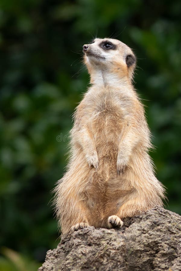 Meerkat on the lookout stock image. Image of look, looking - 224316085