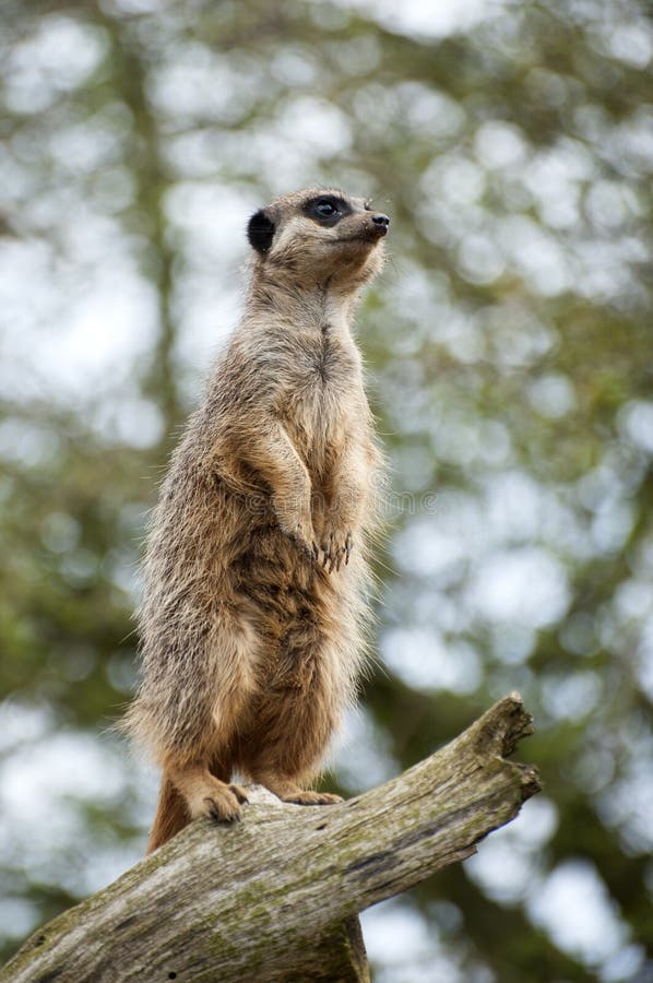 Meerkat Lookout On Tree Branch Stock Image - Image: 30553867