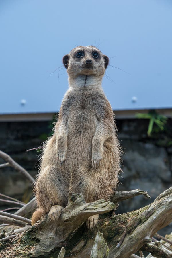 Meerkat on Watch at Jersey Zoo Stock Photo - Image of watch, mammal ...