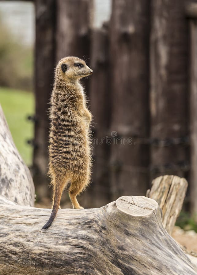 A meerkat looks arround stock photo. Image of africa - 94757400