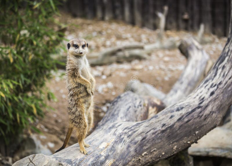 A meerkat looks arround stock photo. Image of yellow - 94773294